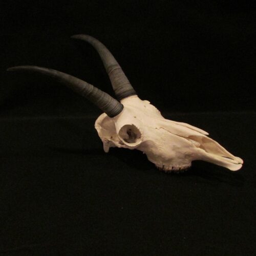 European Mounts and Skulls – International Wildlife Taxidermy
