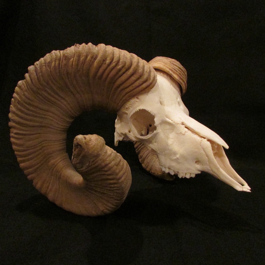 European Mounts and Skulls – International Wildlife Taxidermy